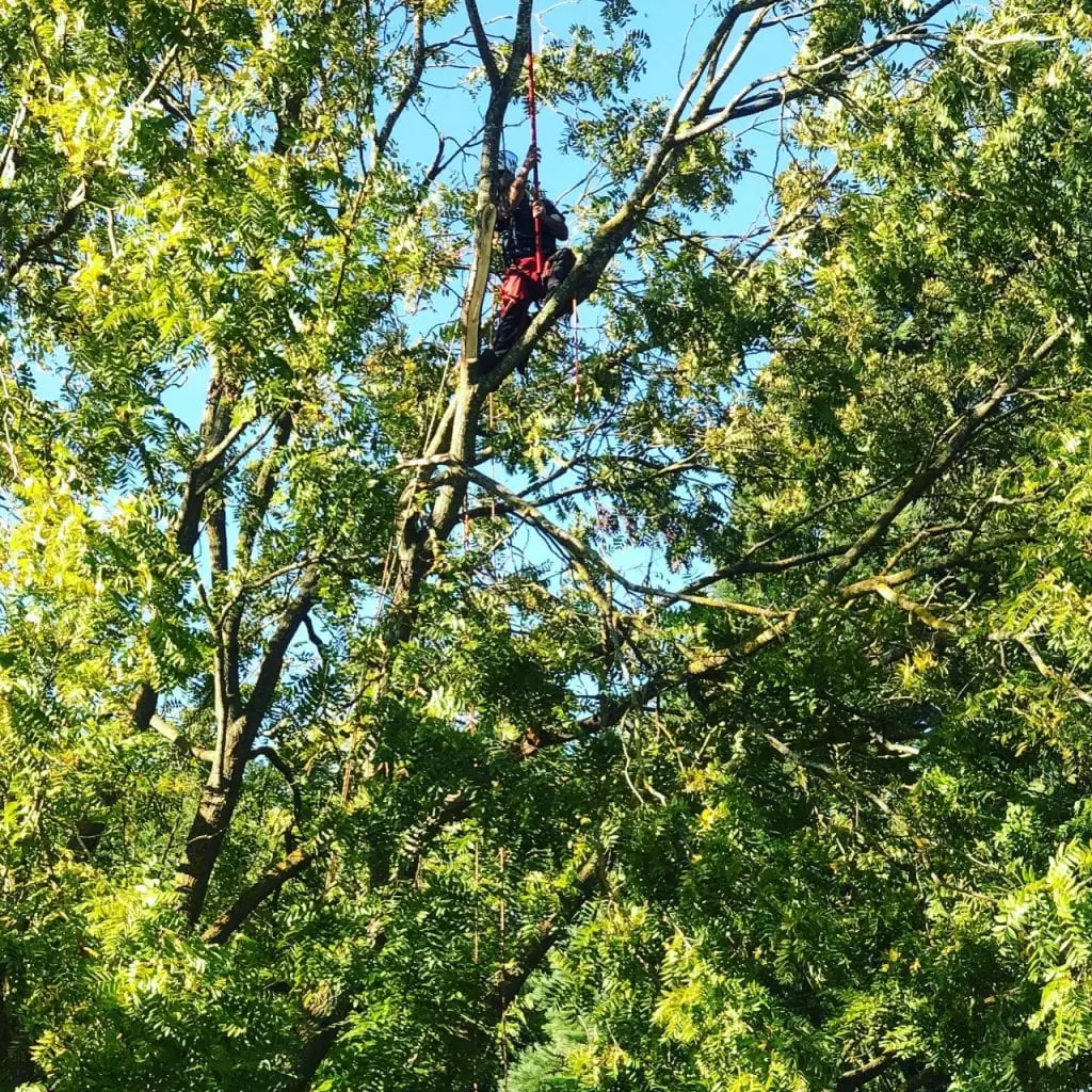 Crown Reduction/Thinning - Richardson Tree Surgery