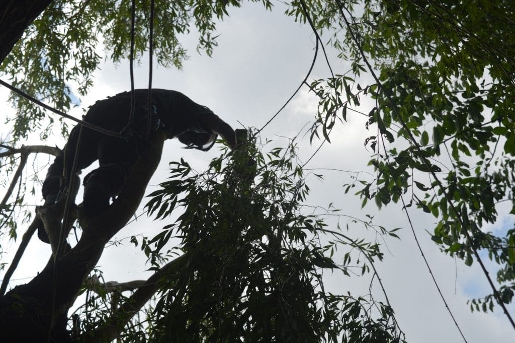 Crown Lifting - Richardson Tree Surgery